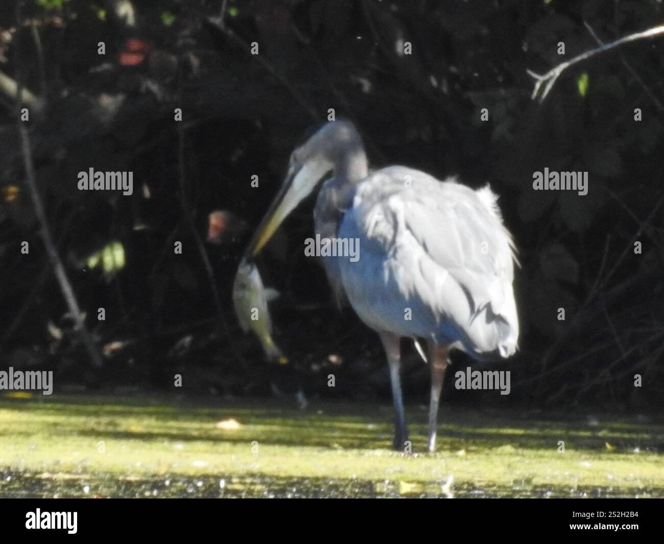 Common Sunfishes (Lepomis Stock Photo - Alamy