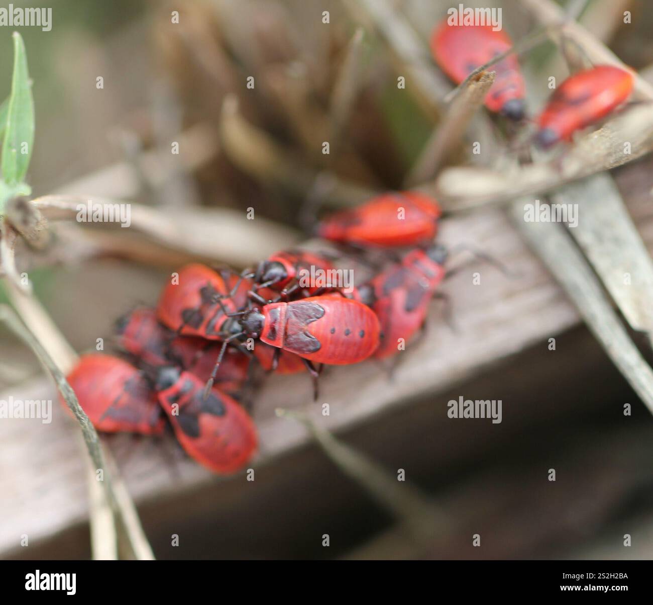 European Firebug (Pyrrhocoris apterus Stock Photo - Alamy