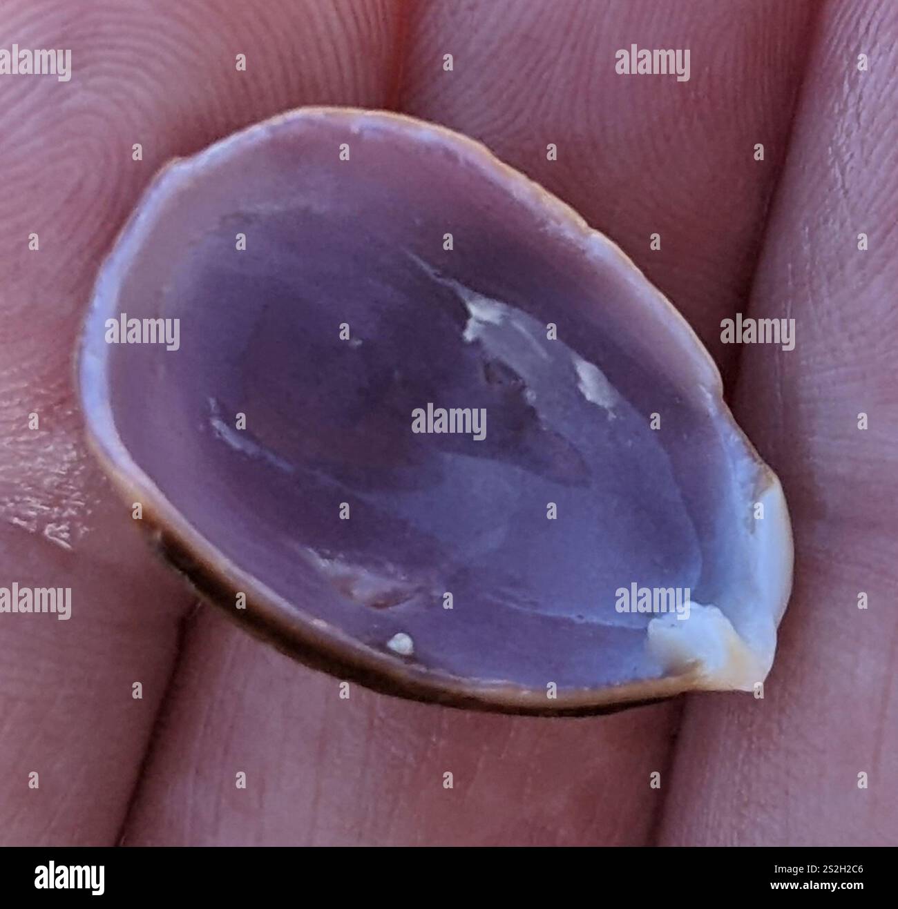 Hawaiian Snakehead Cowrie (Monetaria caputophidii Stock Photo - Alamy