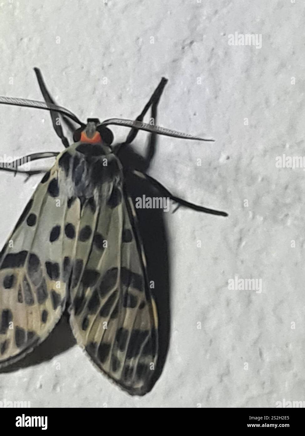Underwing, Tiger, Tussock, and Allied Moths (Erebidae Stock Photo - Alamy