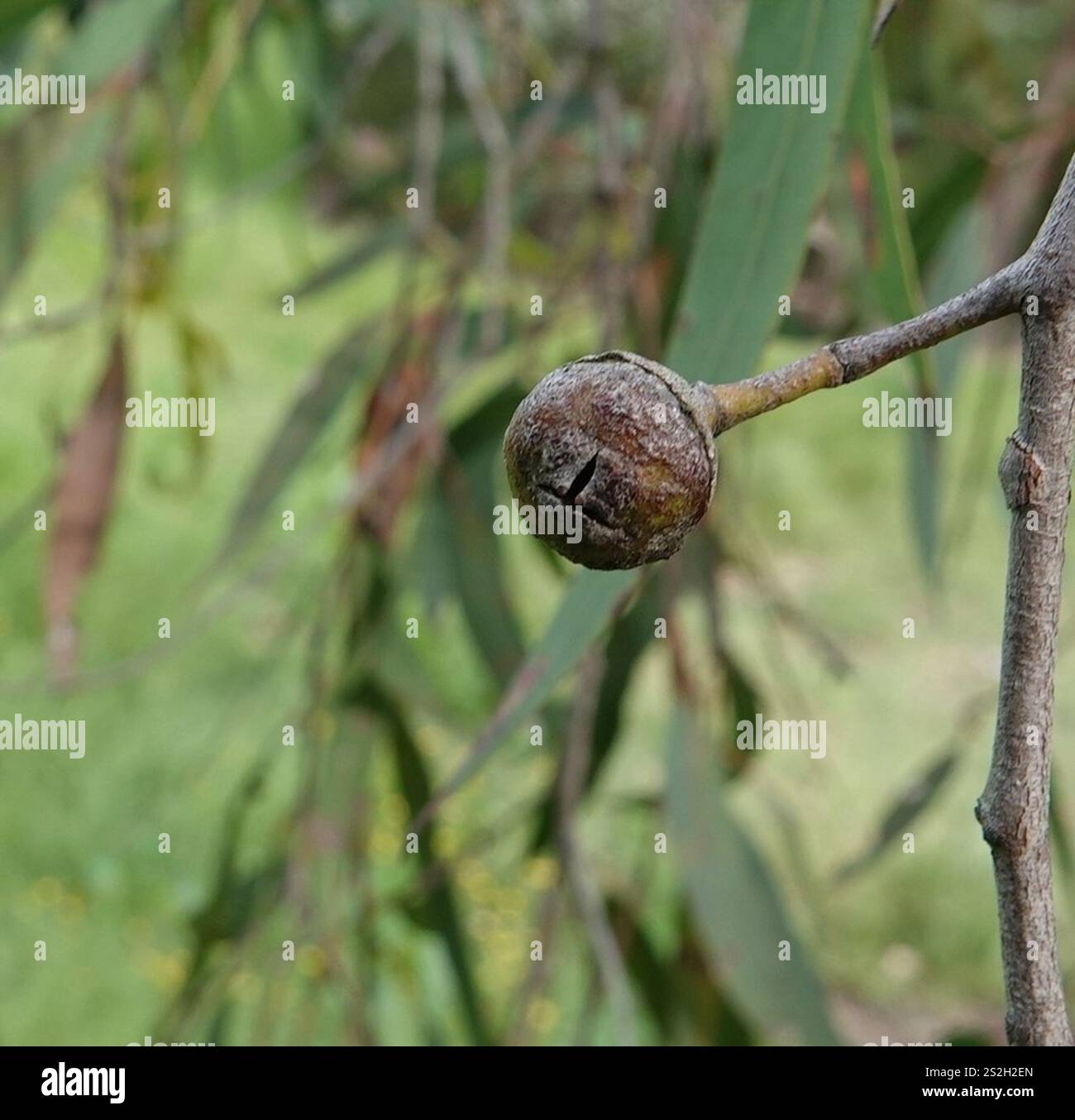 Red Stringybark (Eucalyptus macrorhyncha Stock Photo - Alamy