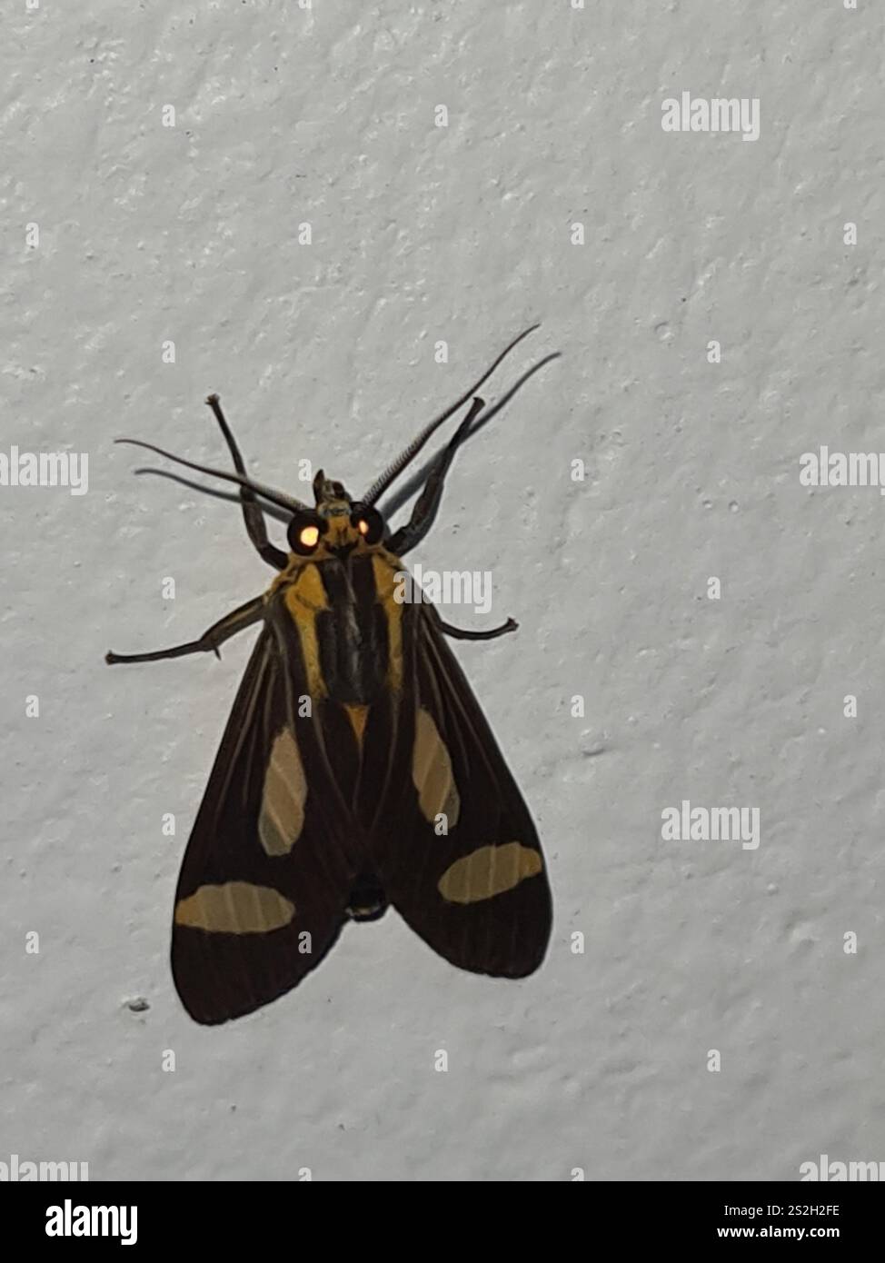 Underwing, Tiger, Tussock, and Allied Moths (Erebidae Stock Photo - Alamy