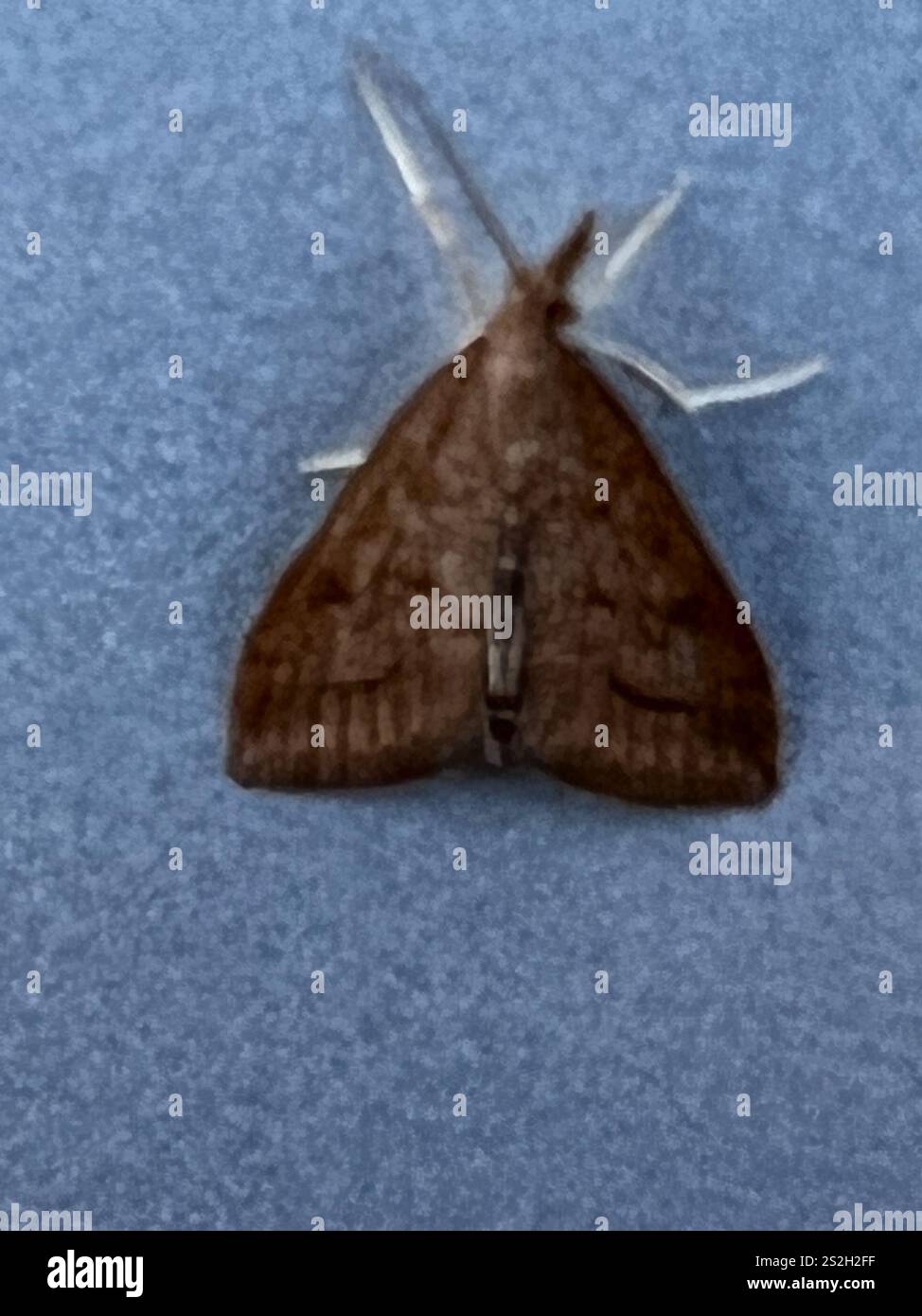 Celery Leaftier Moth (Udea rubigalis Stock Photo - Alamy