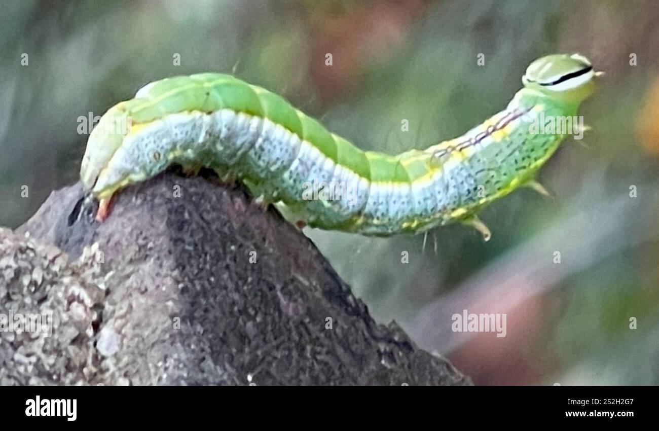 Variable Oakleaf Caterpillar Moth (Lochmaeus manteo Stock Photo - Alamy
