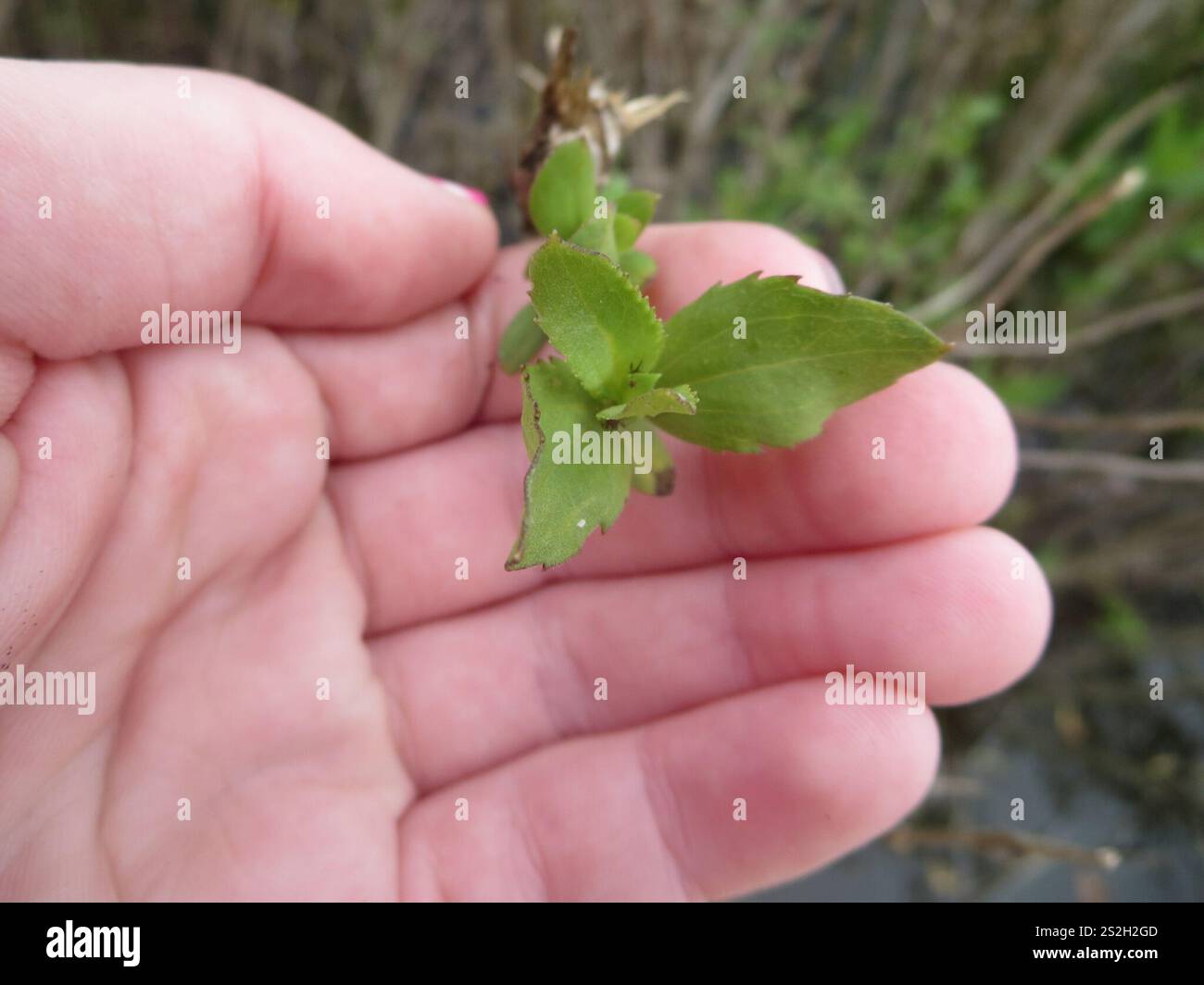 groundsel tree (Baccharis halimifolia Stock Photo - Alamy