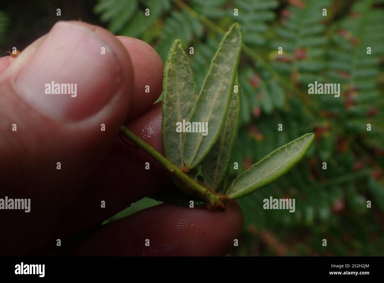 Bog Labrador Tea (Rhododendron groenlandicum Stock Photo - Alamy