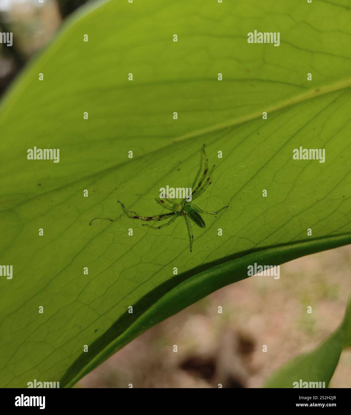 Translucent Green Jumping Spiders (Lyssomanes Stock Photo - Alamy