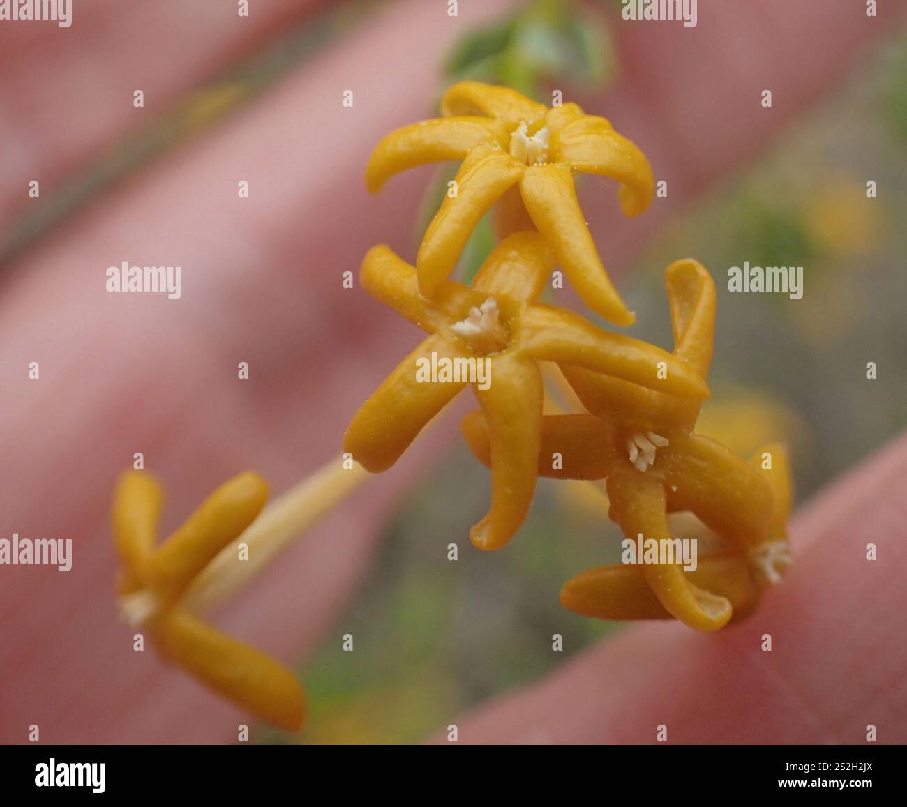 Saffron Curryflower (Lasiosiphon deserticola Stock Photo - Alamy