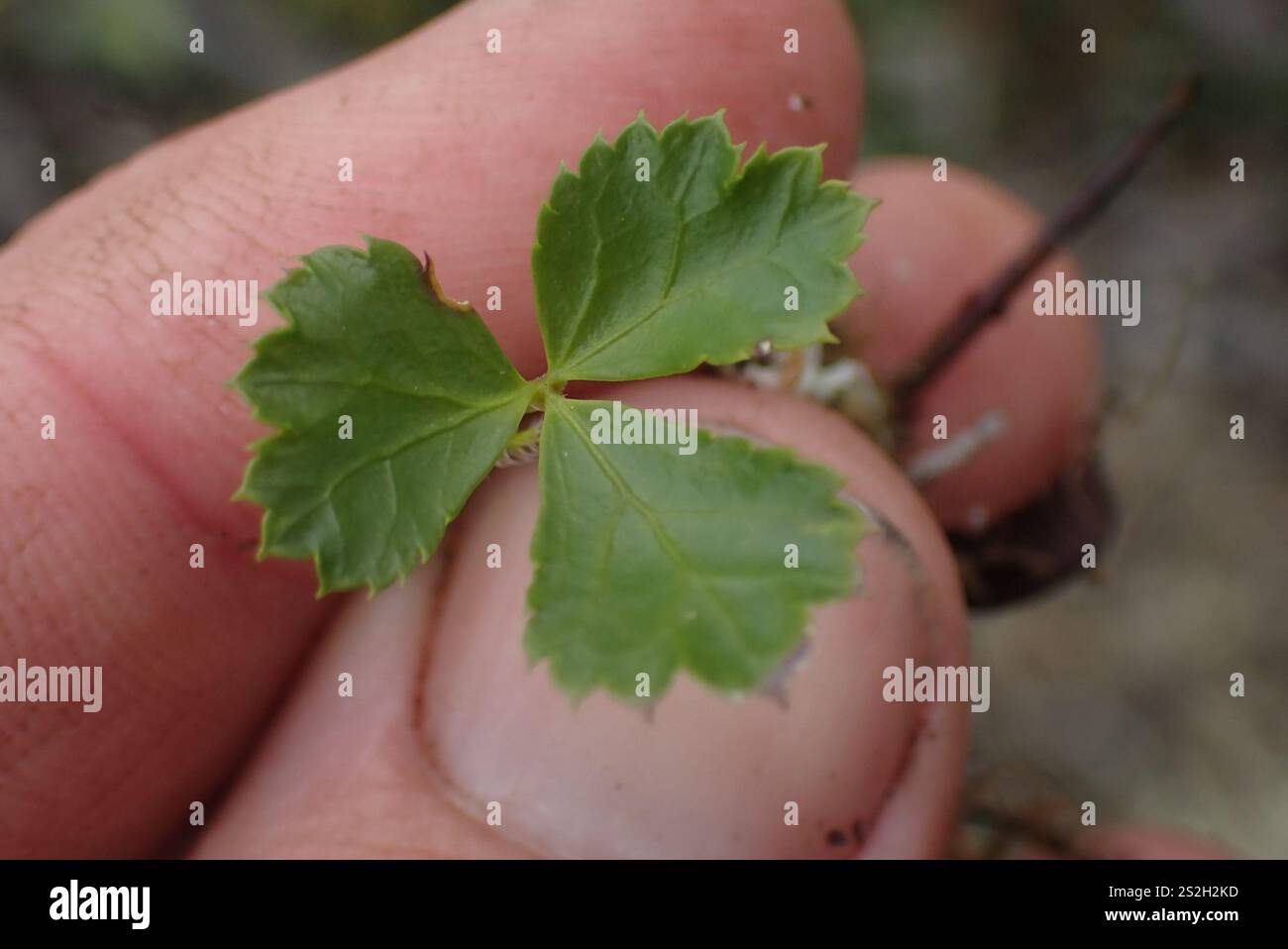 threeleaf goldthread (Coptis trifolia Stock Photo - Alamy