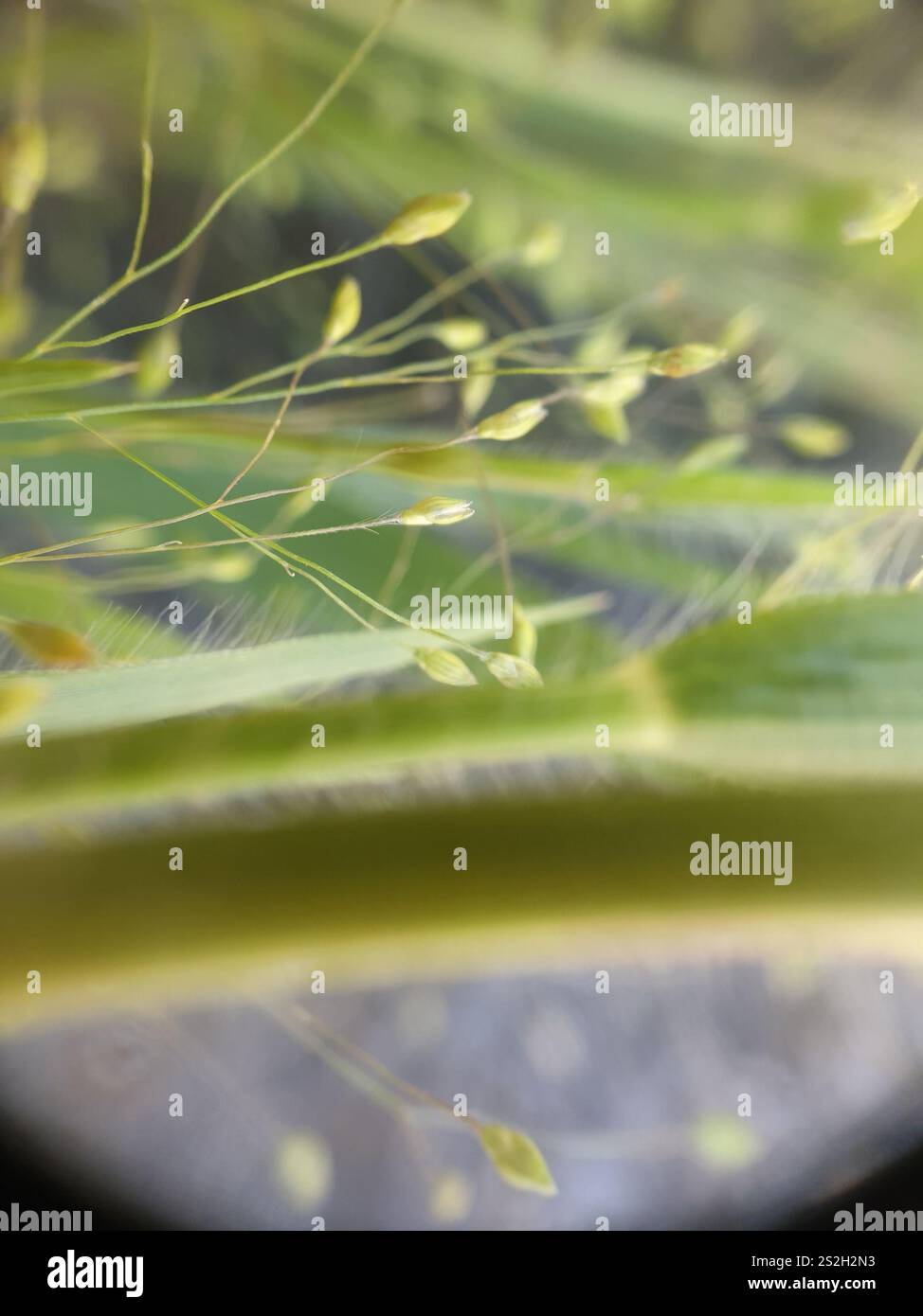 Philadelphia panic grass (Panicum philadelphicum Stock Photo - Alamy