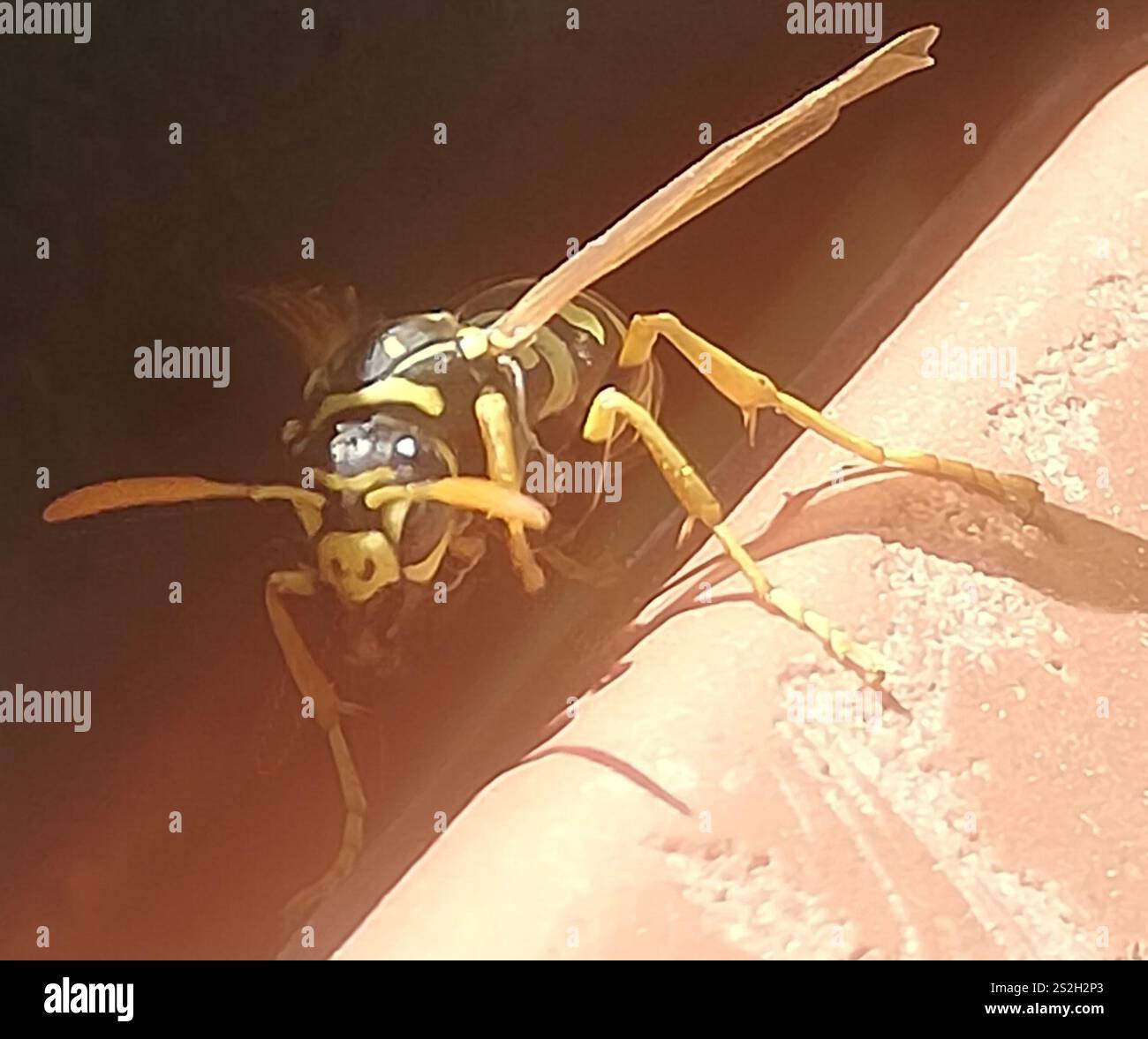 European Paper Wasp (Polistes dominula Stock Photo - Alamy