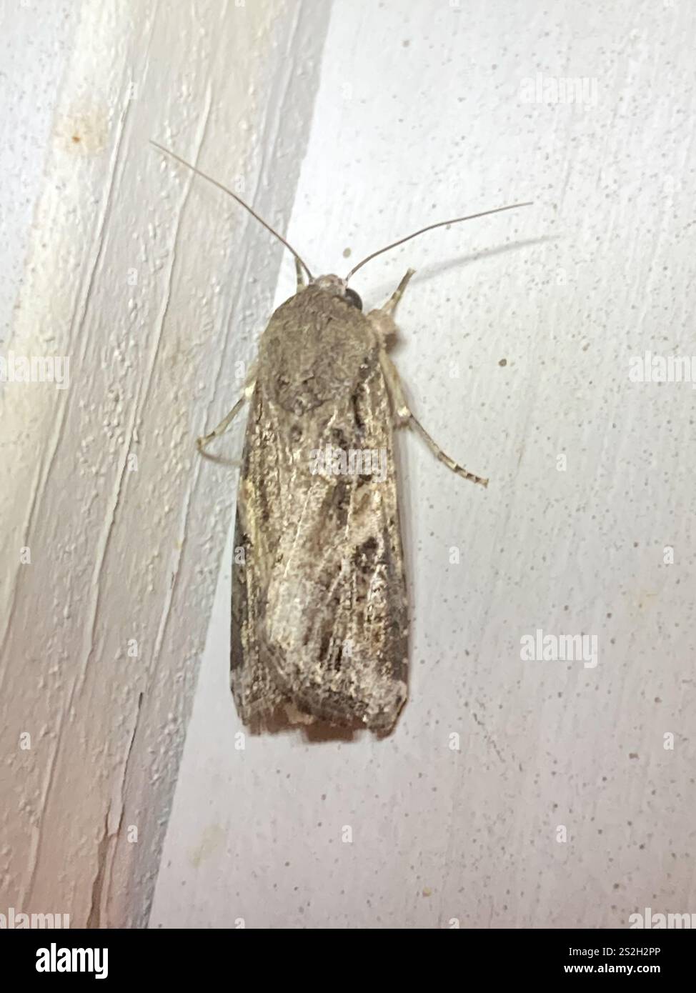 Fall Armyworm Moth (Spodoptera frugiperda Stock Photo - Alamy