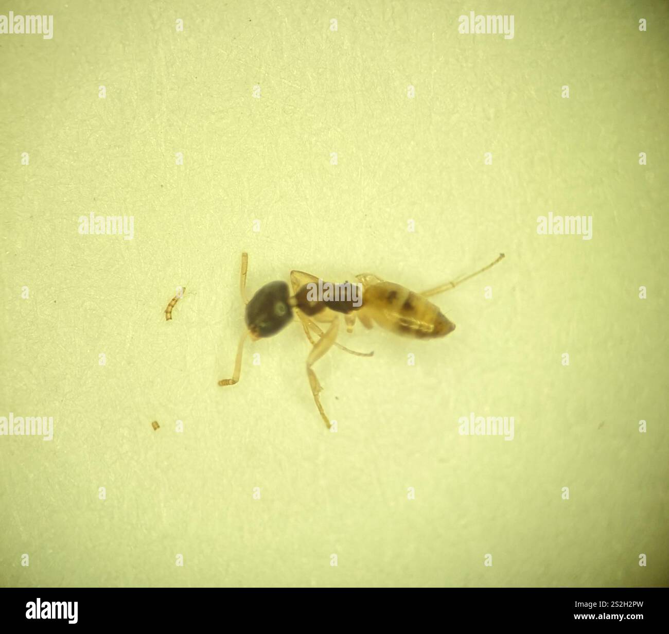 Ghost Ant (Tapinoma melanocephalum Stock Photo - Alamy