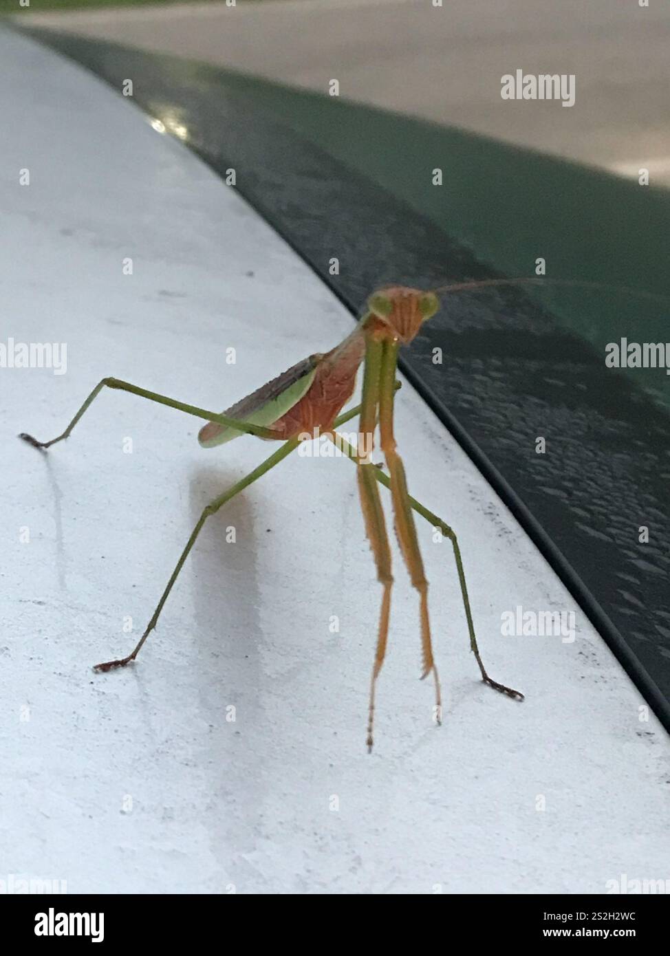 Chinese Mantis (Tenodera sinensis Stock Photo - Alamy