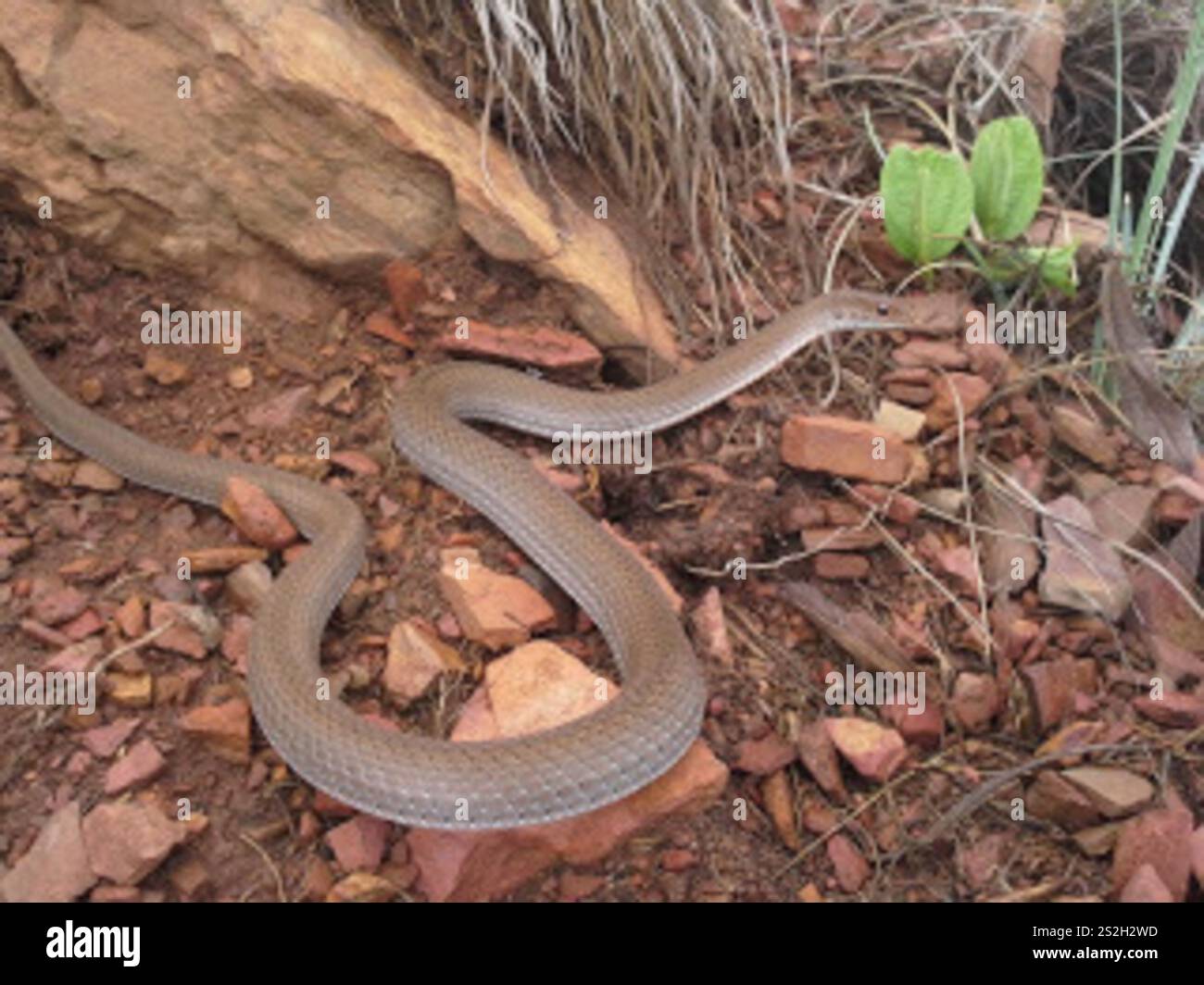 Cross-marked Sand Snake (Psammophis crucifer Stock Photo - Alamy