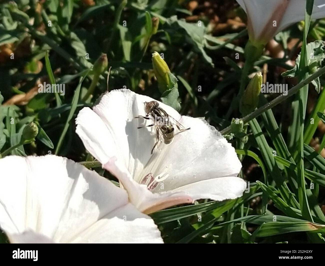 Common Lagoon Fly (Eristalinus aeneus Stock Photo - Alamy