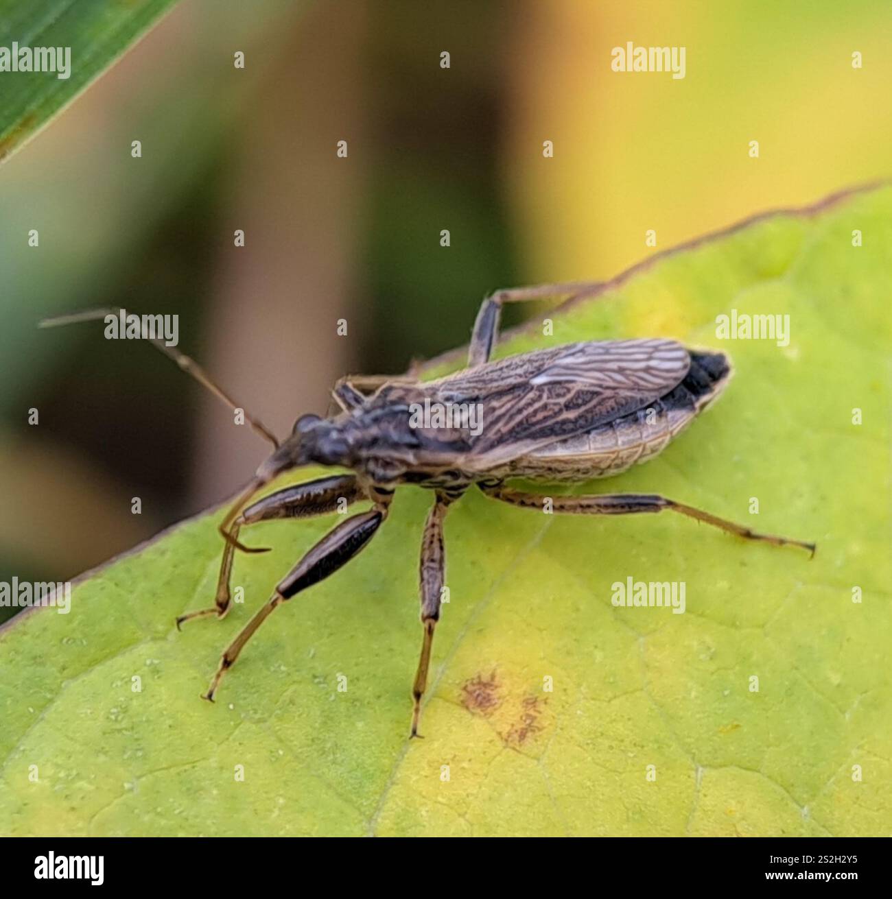 Grey Damsel Bug (Himacerus major Stock Photo - Alamy