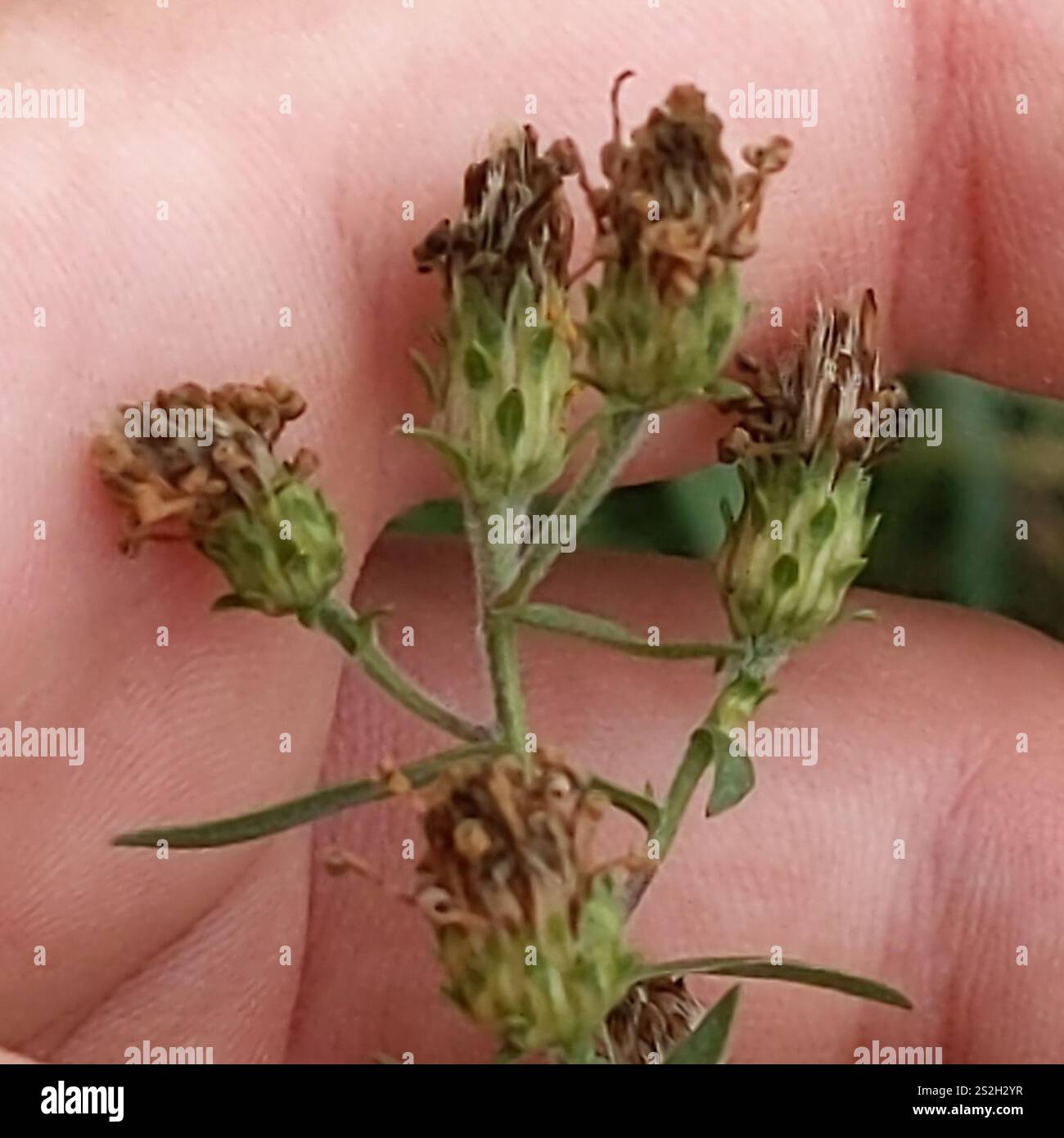 American asters (Symphyotrichum Stock Photo - Alamy