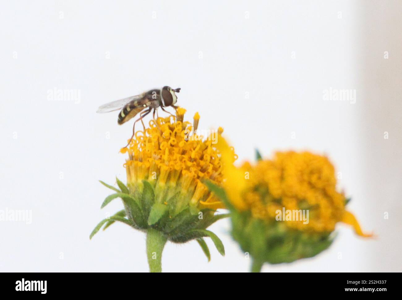 Large-tailed Aphideater (Eupeodes volucris Stock Photo - Alamy