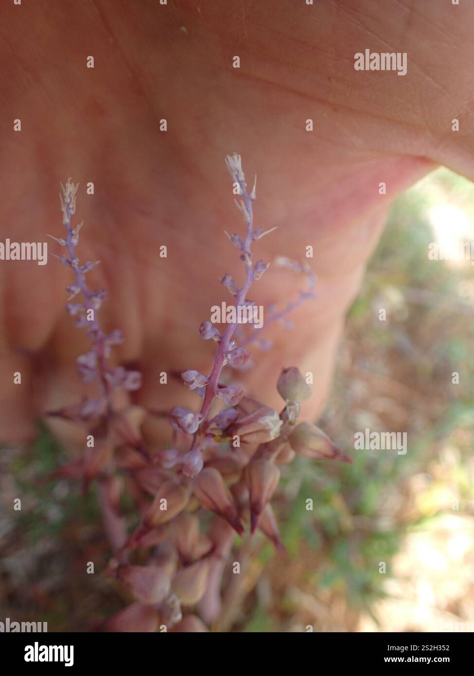 Pied Viooltjie (Lachenalia mutabilis Stock Photo - Alamy