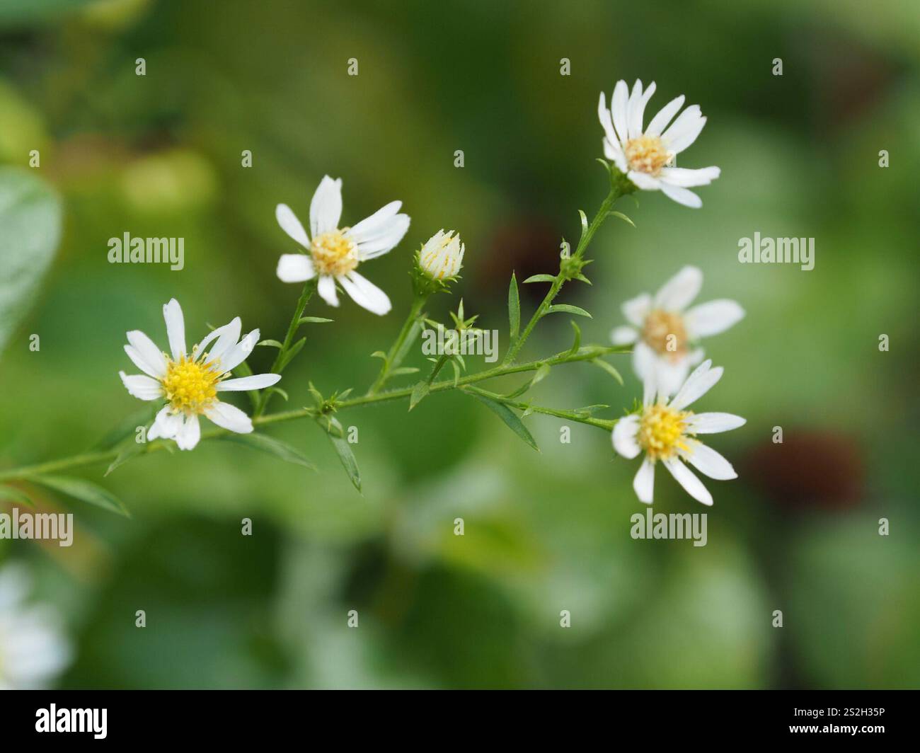hairy white oldfield aster (Symphyotrichum pilosum Stock Photo - Alamy