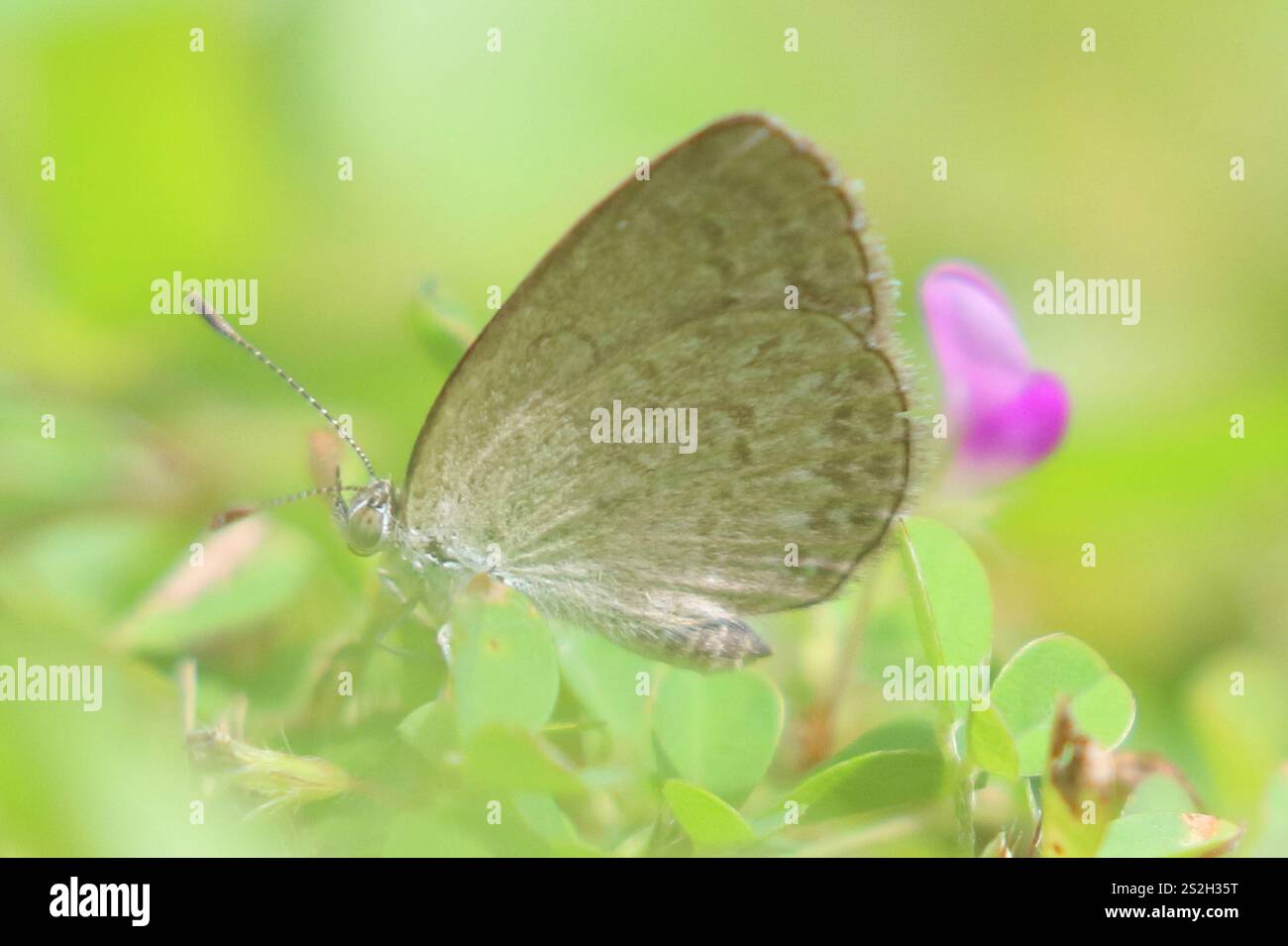 Lesser Grass Blue (Zizina otis Stock Photo - Alamy