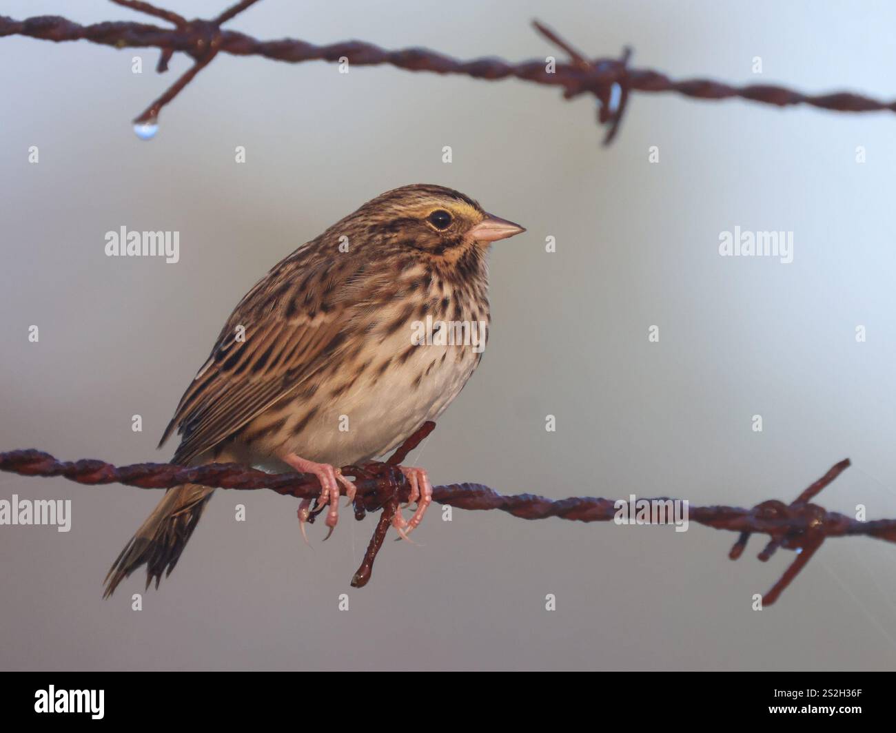 Savannah Sparrow (Passerculus sandwichensis Stock Photo - Alamy