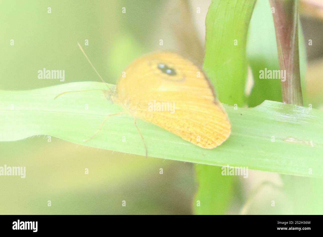 Common Fijian Ringlet (Ypthima sesara Stock Photo - Alamy