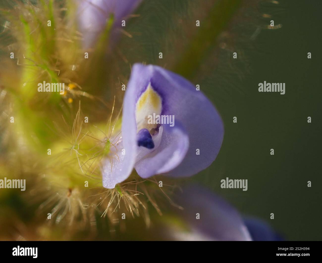 Calopo (Calopogonium mucunoides Stock Photo - Alamy