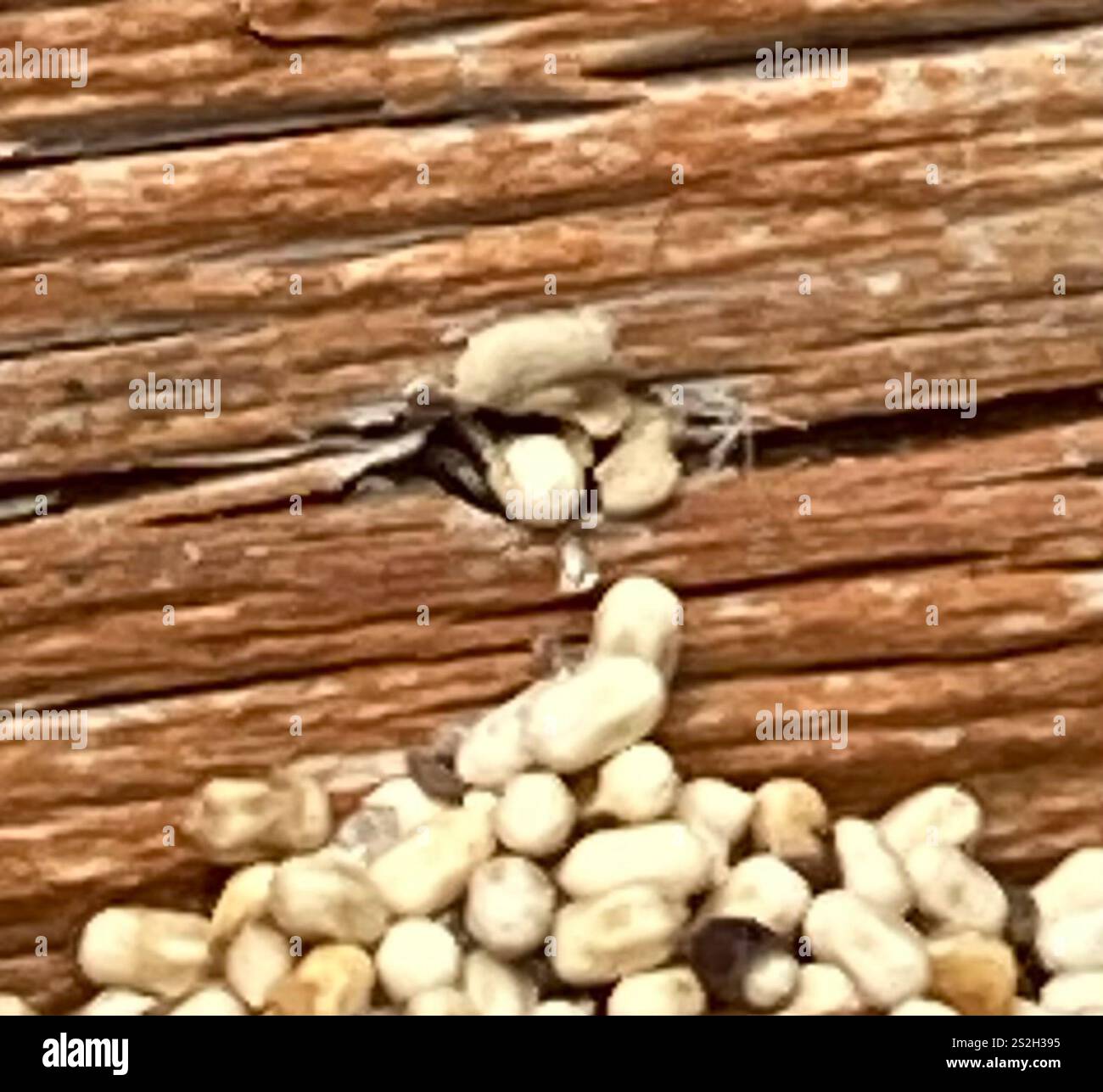 Drywood Termites (Kalotermitidae Stock Photo - Alamy