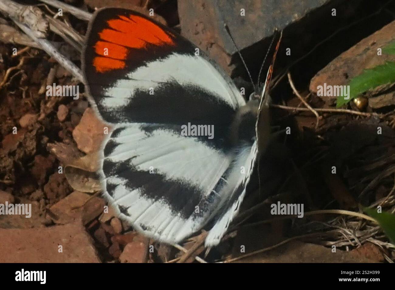 Southern Round-winged Orange Tip (Colotis euippe omphale Stock Photo ...