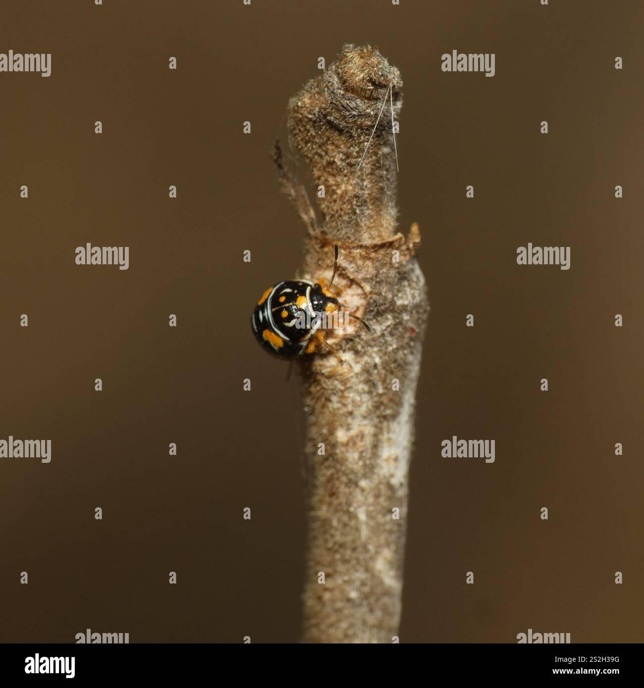 Variegated Coffee Bugs (Antestiopsis Stock Photo - Alamy