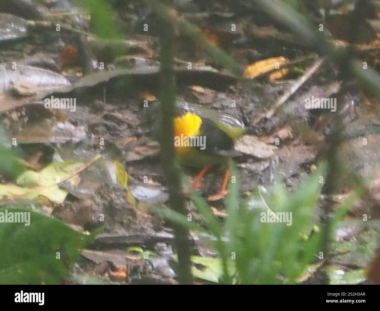 Golden-collared Manakin (Manacus vitellinus Stock Photo - Alamy