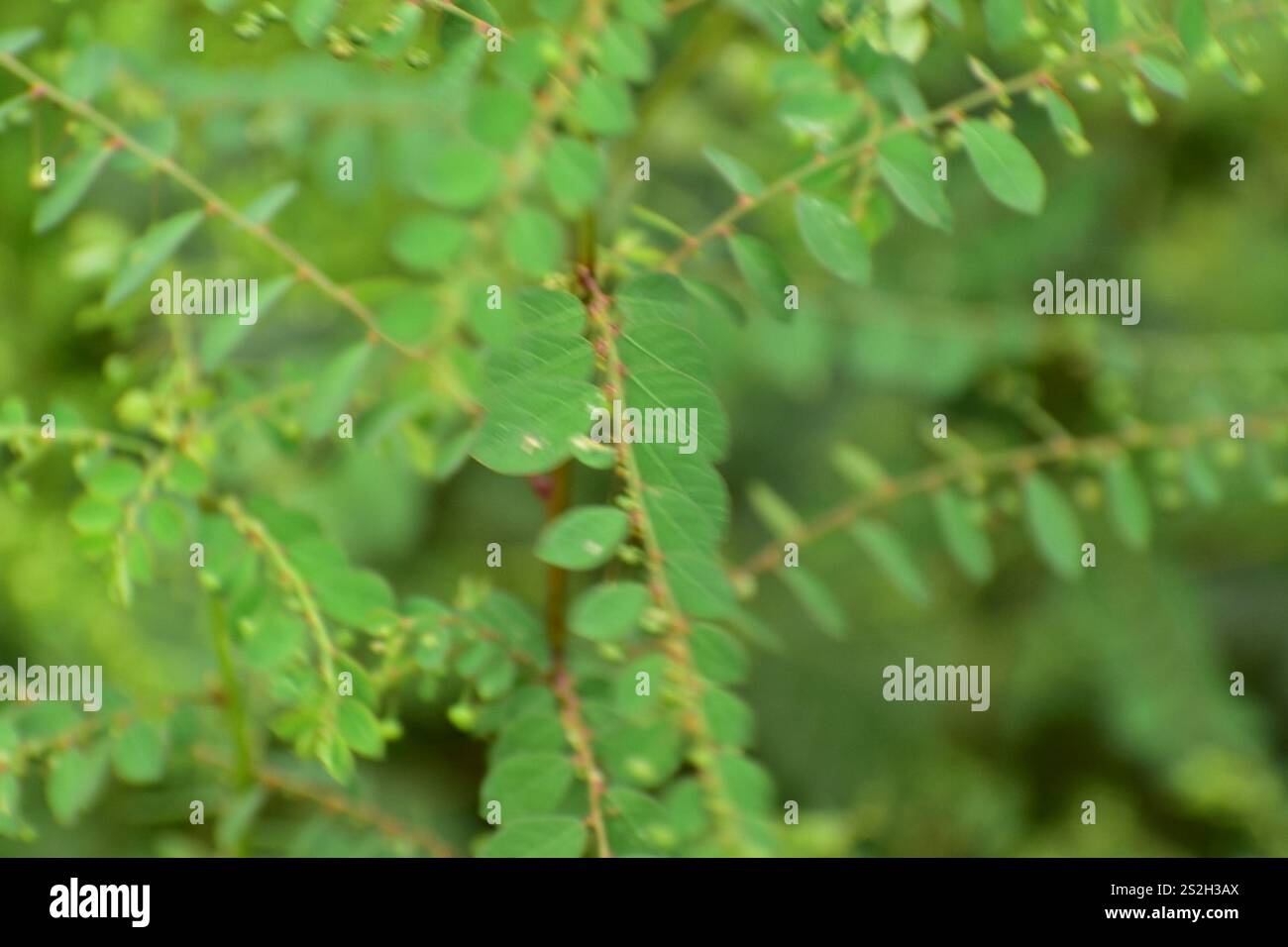 Stone Breaker Tea Phyllanthus Niruri Stock Photo Alamy
