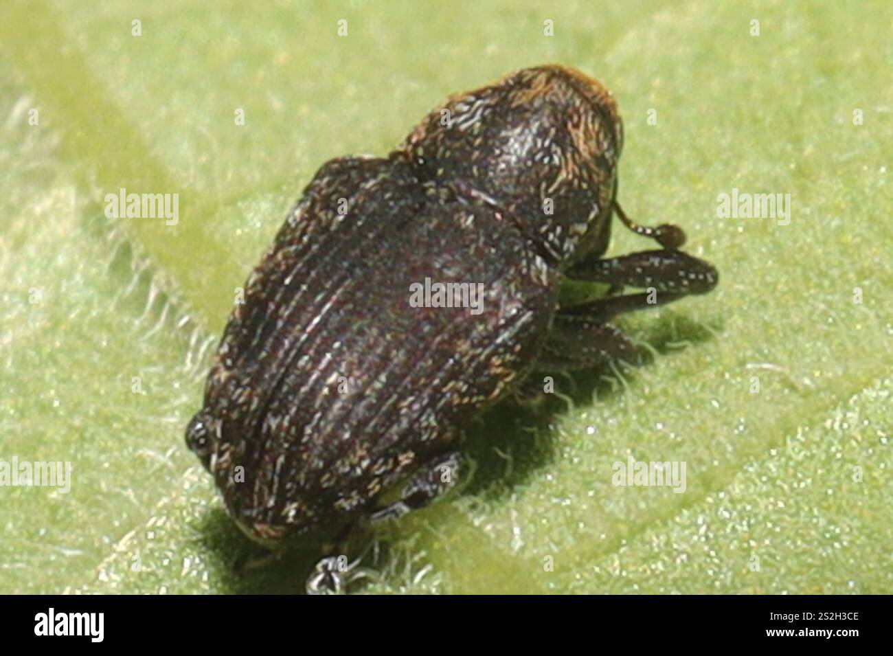 True Weevils (Curculionidae Stock Photo - Alamy