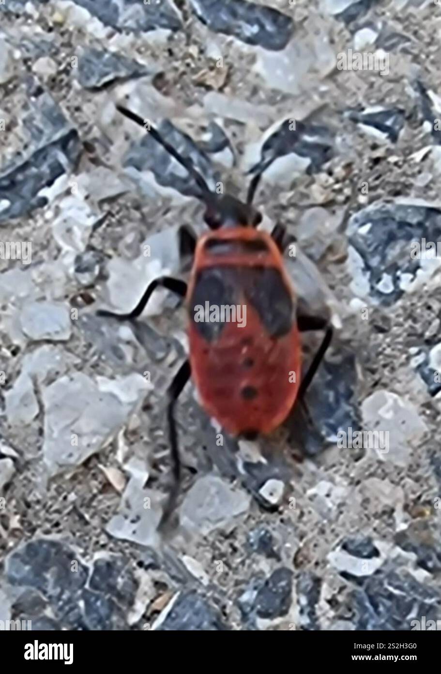 European Firebug (Pyrrhocoris apterus Stock Photo - Alamy