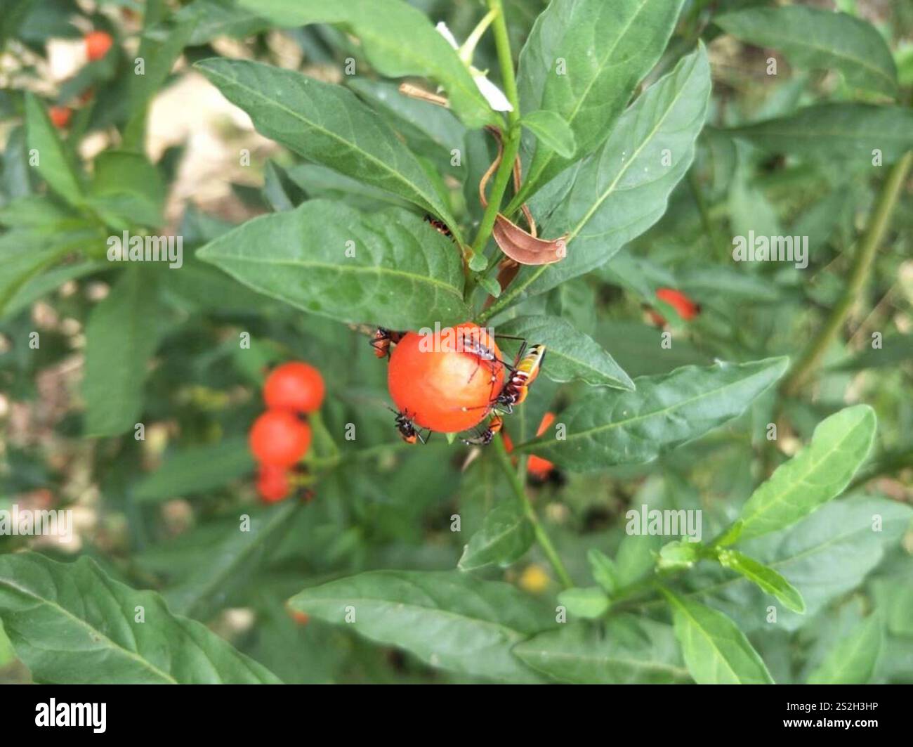 Jerusalem cherry (Solanum pseudocapsicum Stock Photo - Alamy