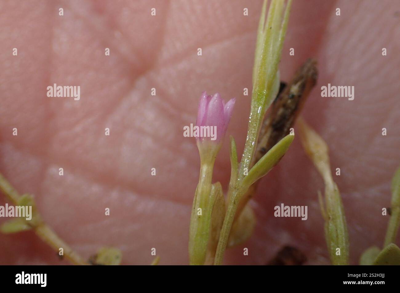 Lesser Centaury (Centaurium pulchellum Stock Photo - Alamy