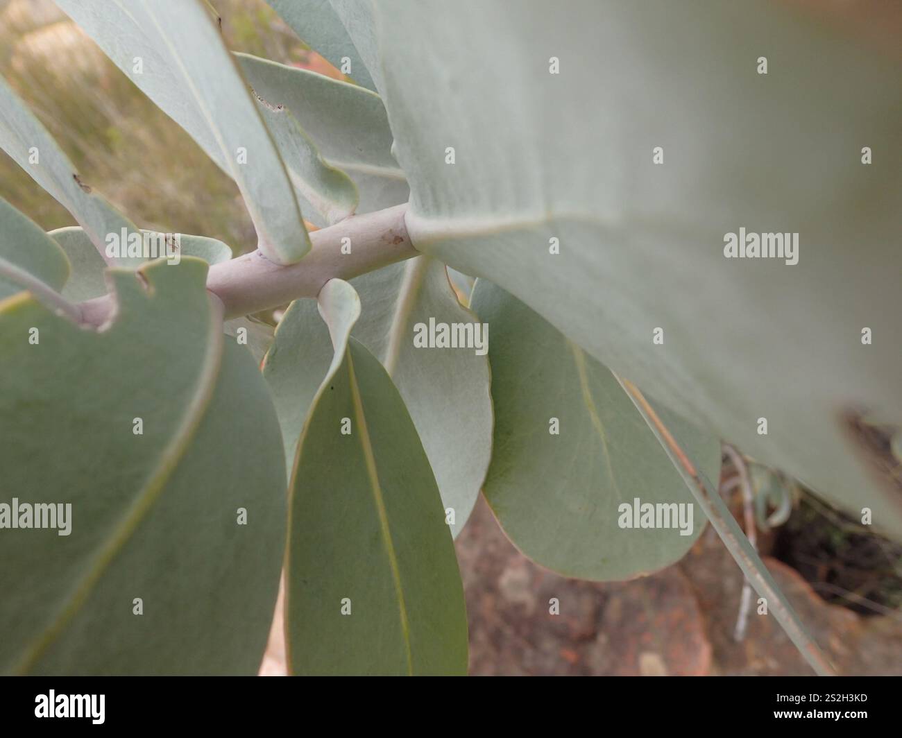 Wagon Tree (Protea nitida Stock Photo - Alamy