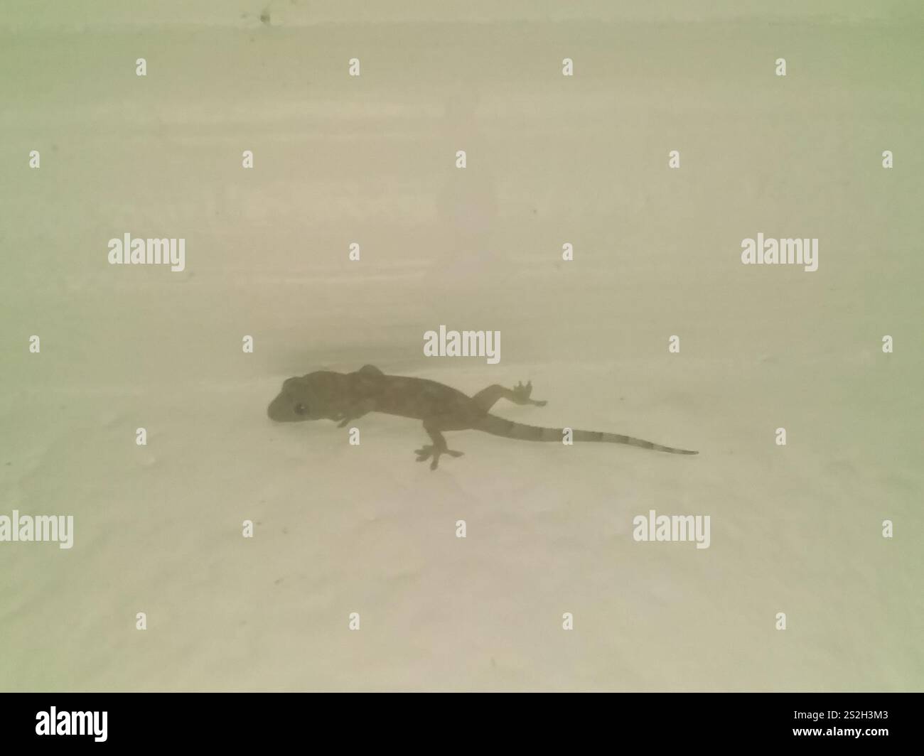 Asian House Gecko (Hemidactylus frenatus Stock Photo - Alamy