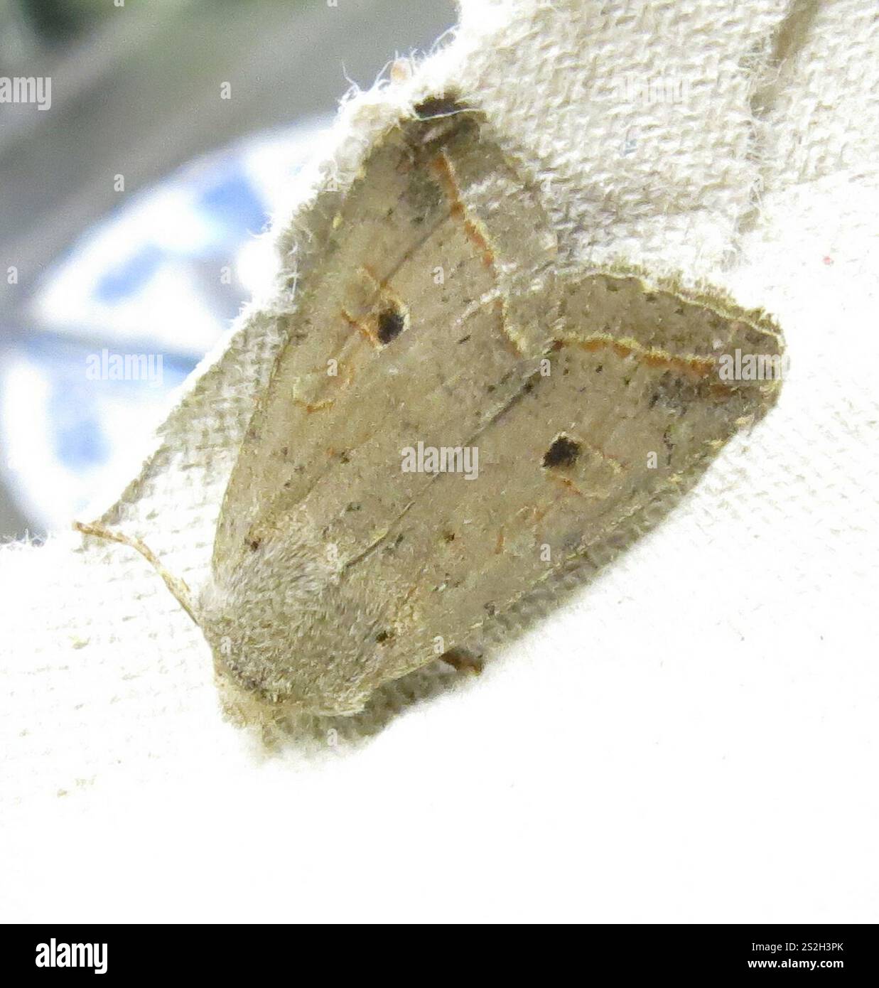 Red-line Quaker (Agrochola lota Stock Photo - Alamy