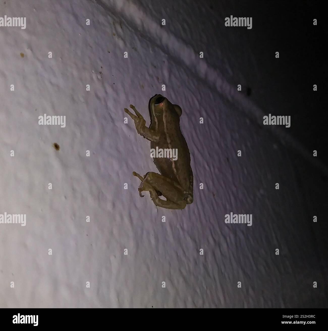 Cuban Tree Frog (Osteopilus septentrionalis Stock Photo - Alamy