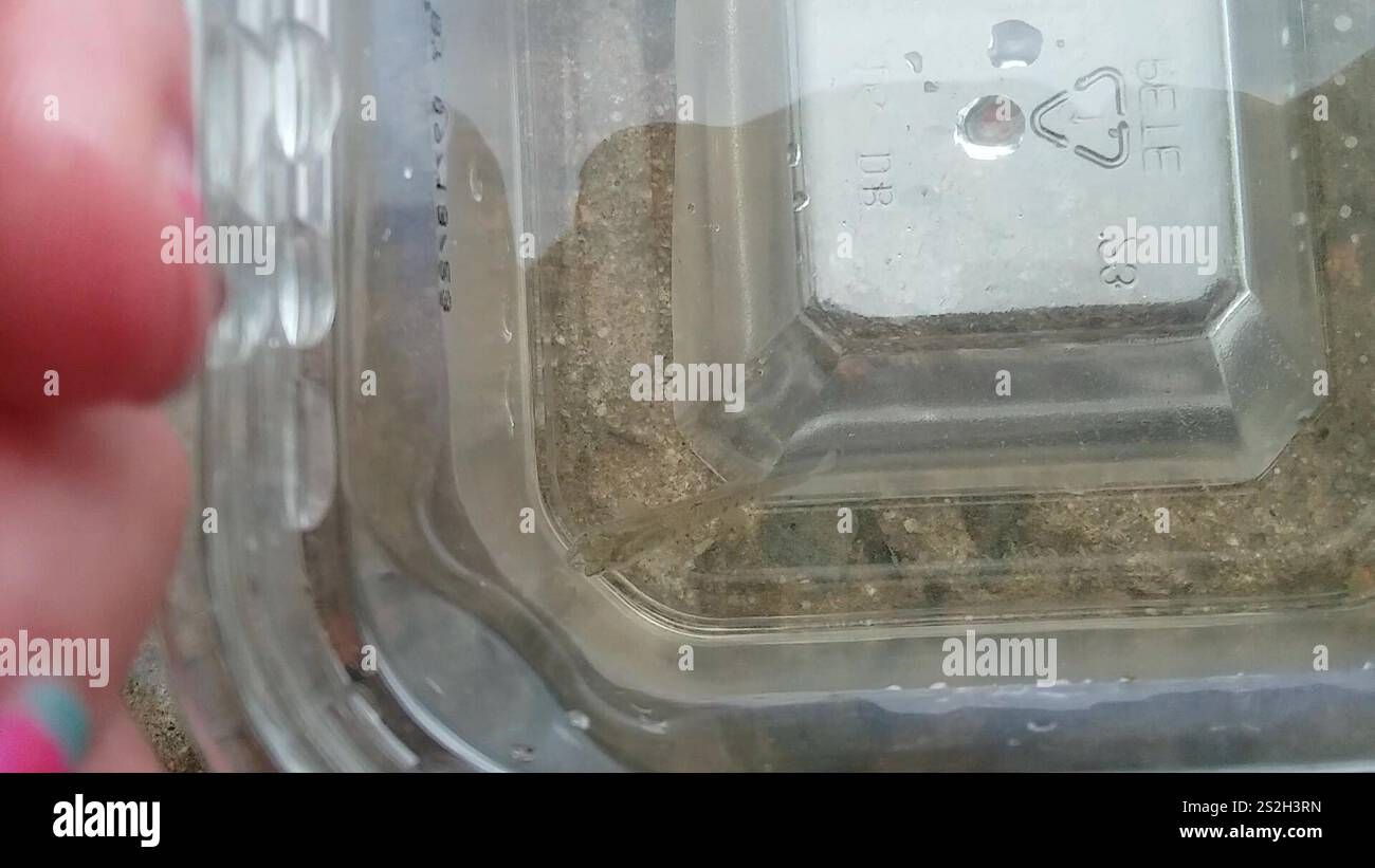 Typical Killifishes (Fundulus Stock Photo - Alamy