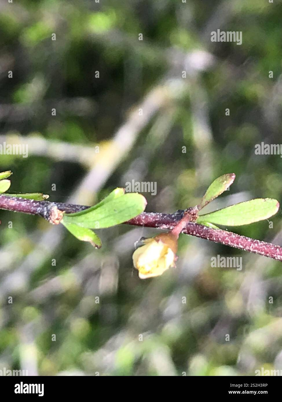 Makaka (Plagianthus divaricatus Stock Photo - Alamy