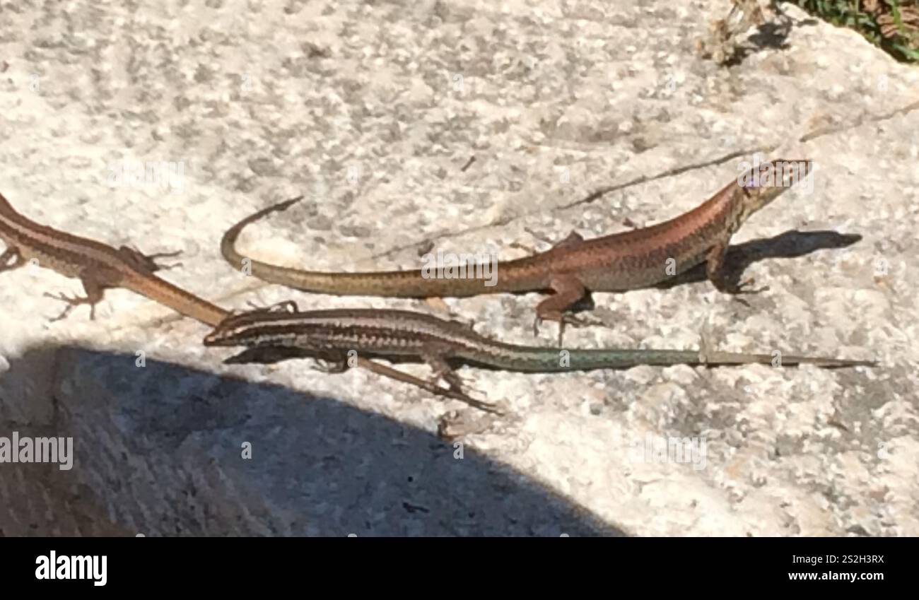 Madeira Lizard (Teira dugesii Stock Photo - Alamy