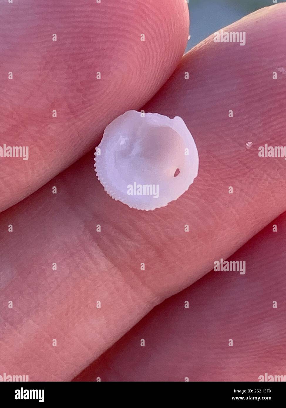 Lucine hi-res stock photography and images - Alamy