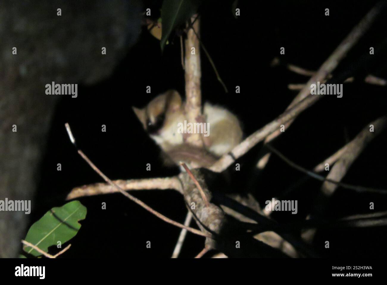 Grey Mouse Lemur (Microcebus murinus Stock Photo - Alamy