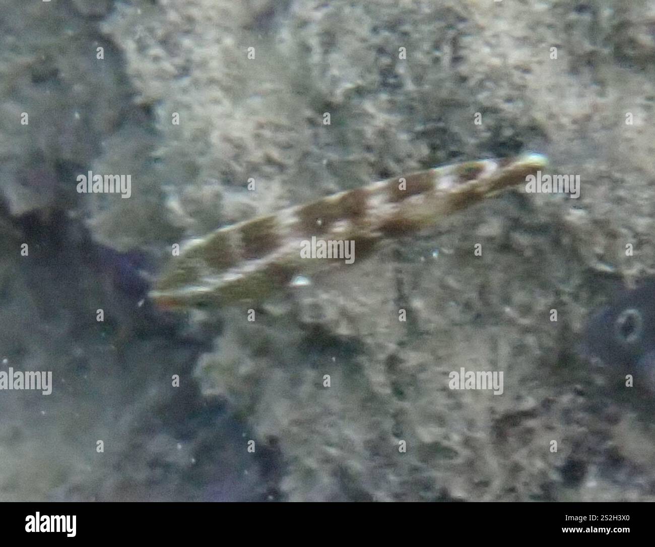 Ray-finned Fishes (Actinopterygii Stock Photo - Alamy