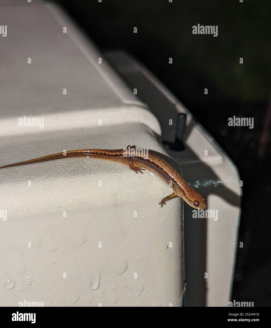 Northern Two-lined Salamander (Eurycea bislineata Stock Photo - Alamy