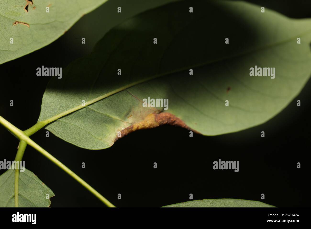 locust gall midge (Obolodiplosis robiniae Stock Photo - Alamy